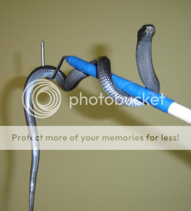 Blue Bellie Black Snake | Aussie Pythons and Snakes