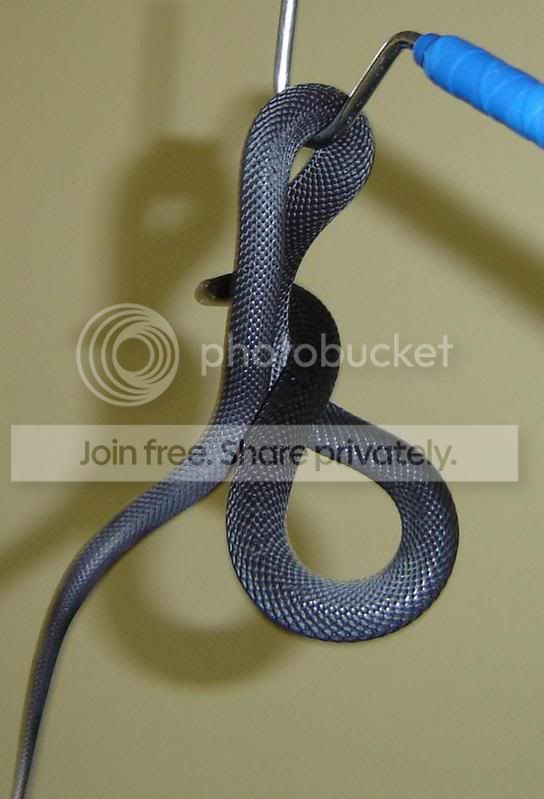 Blue Bellie Black Snake | Aussie Pythons & Snakes Forum