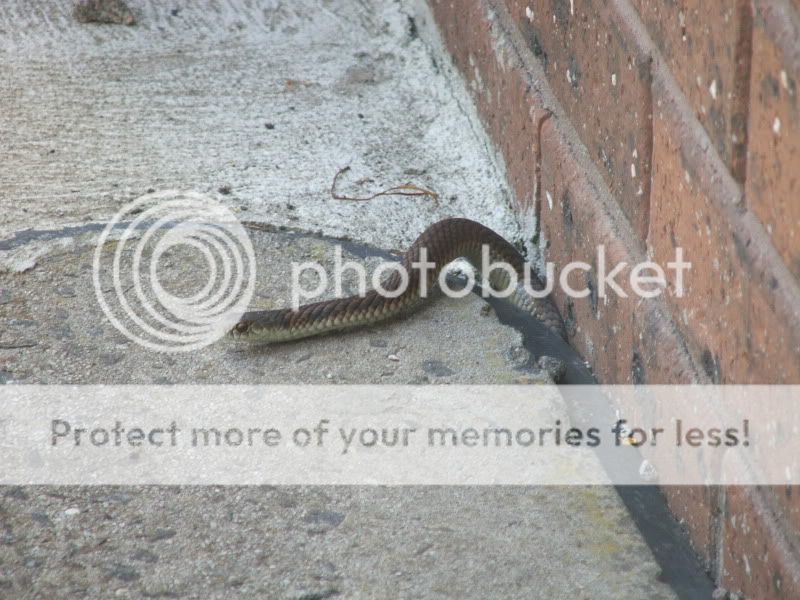 Copperhead Snake Holes at Jill Ford blog