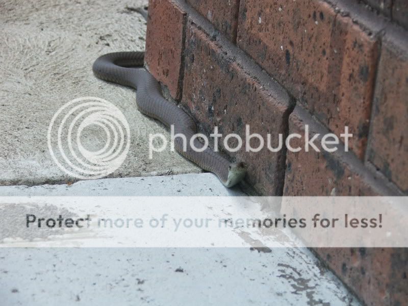 Copperhead in a hole. | Aussie Pythons & Snakes Forum