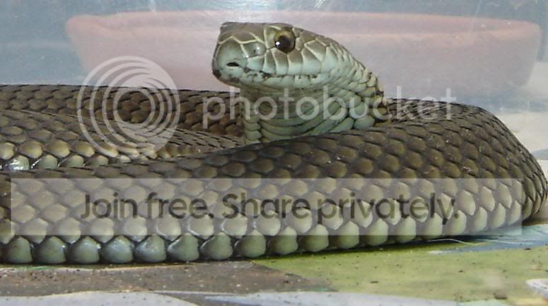 Copperhead bbq | Reptile Forums