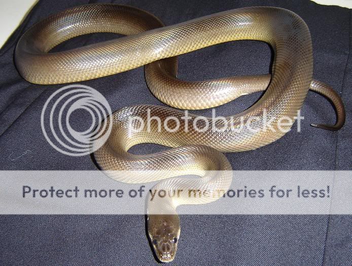 Water Python Good temperment | Aussie Pythons & Snakes Forum