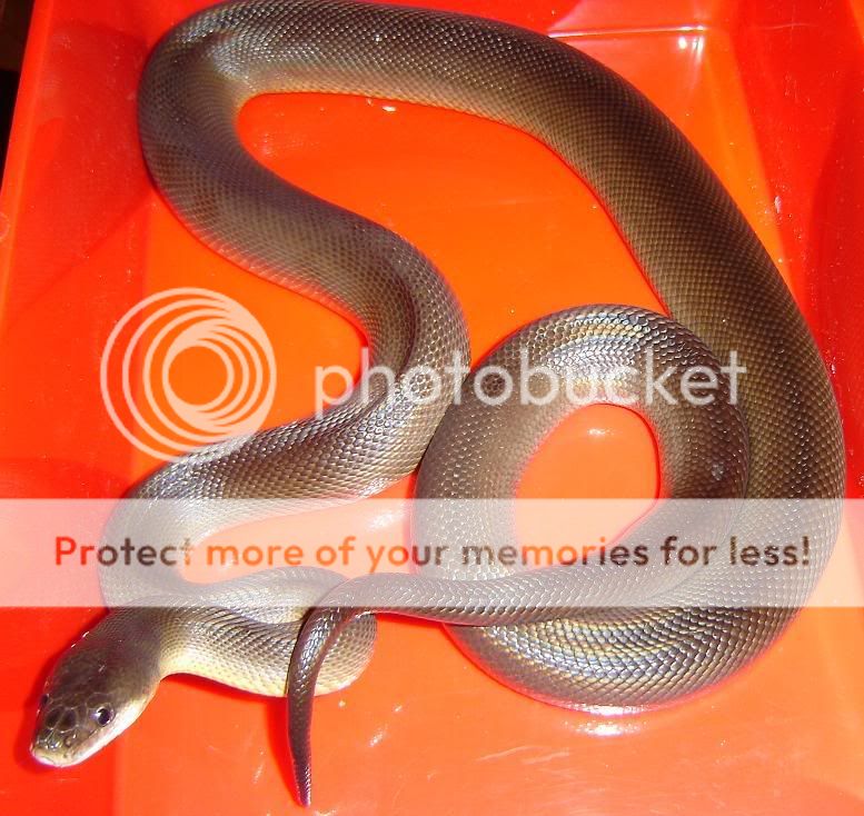 Water Python Good temperment | Aussie Pythons & Snakes Forum