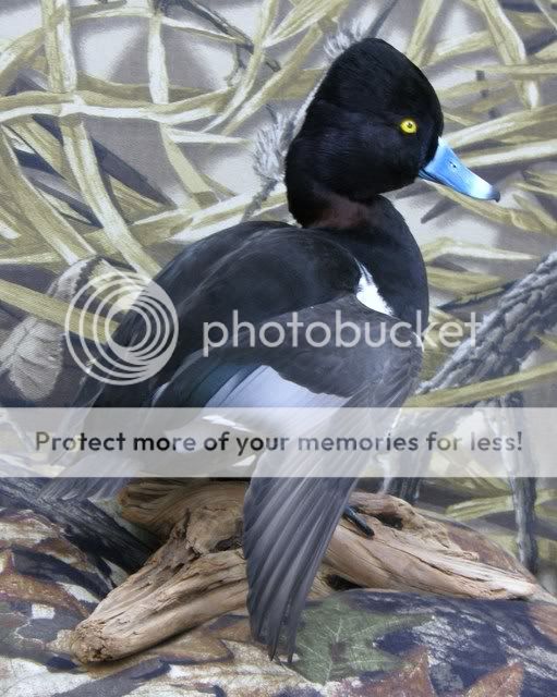 bluebills | Duck Hunting Forum