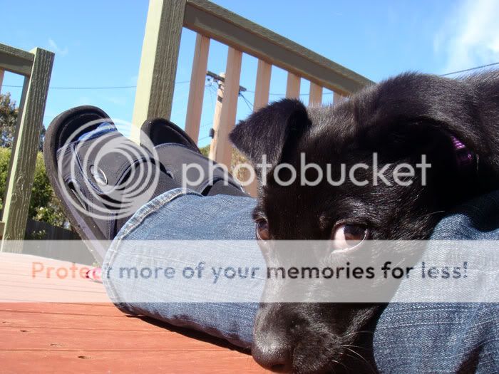 Sometimes Elbie makes it difficult for Dan to type :)