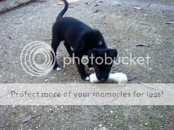 Elbie charging the camera