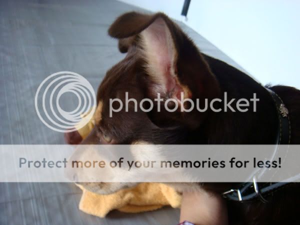 The lovely Kelpie "mask"