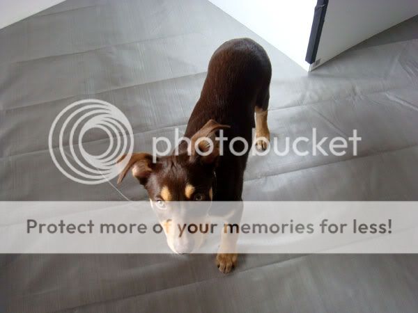 The lovely Kelpie "mask"