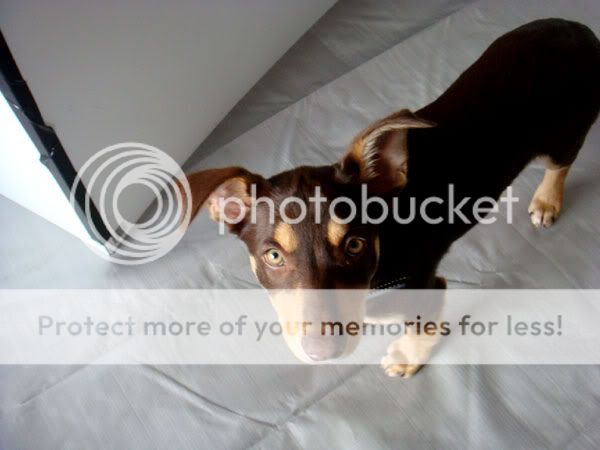 The lovely Kelpie "mask"