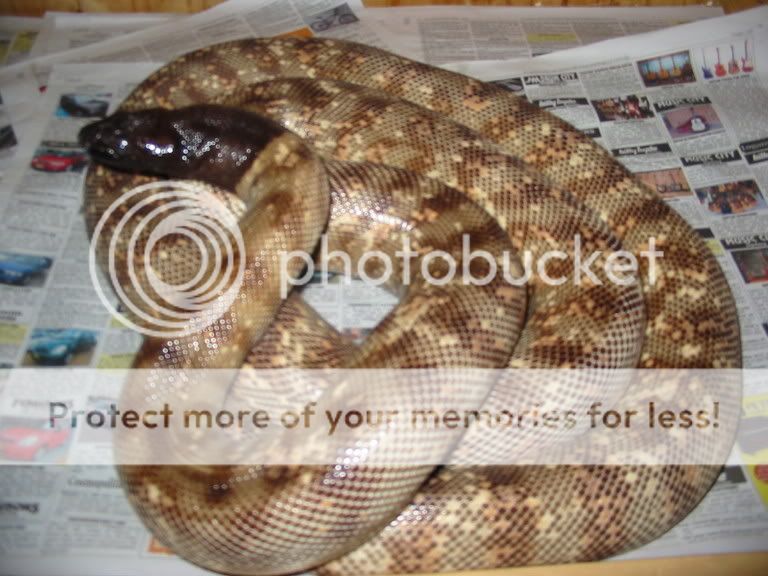 Calico before and after pics | Aussie Pythons & Snakes Forum