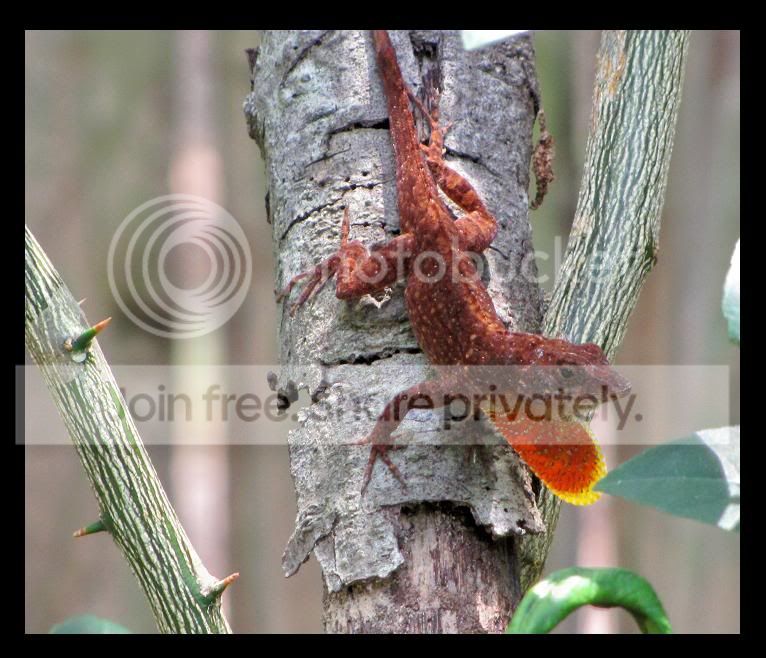 OK, S FL Folks, Tell us about Orange Anoles - Field Herp Forum