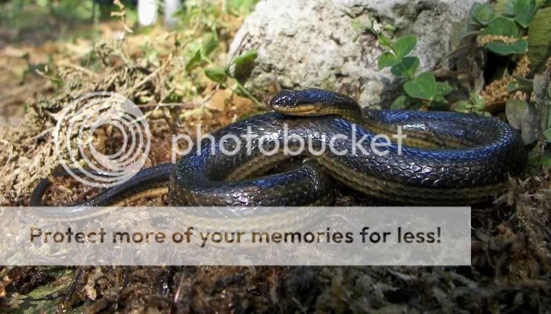 Crayfish snakes - Field Herp Forum