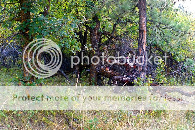 Predator Camo Sale | Archery Talk Forum