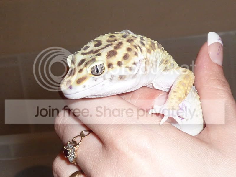 Male Giant Poss Super Giant Leopard Gecko For Sale Reptile Forums