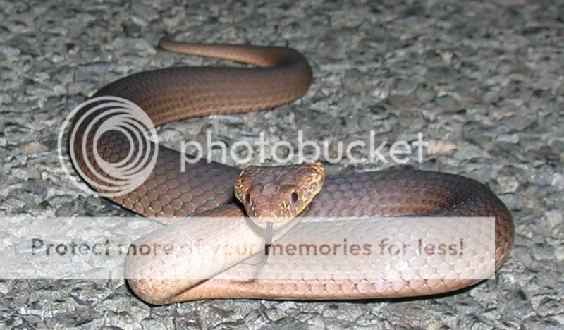 Bardick Pictures | Aussie Pythons & Snakes Forum