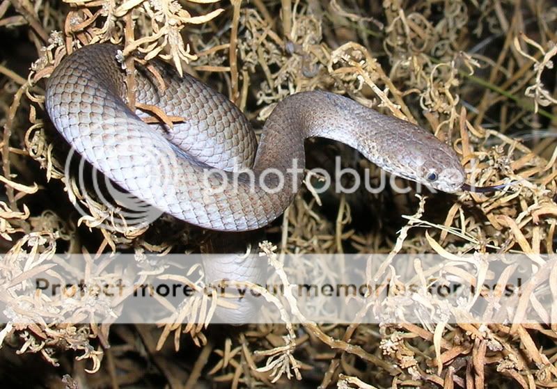 Bardick Pictures | Aussie Pythons & Snakes Forum