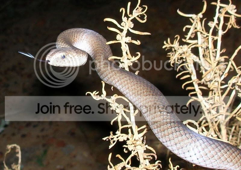 Bardick Pictures | Aussie Pythons & Snakes Forum