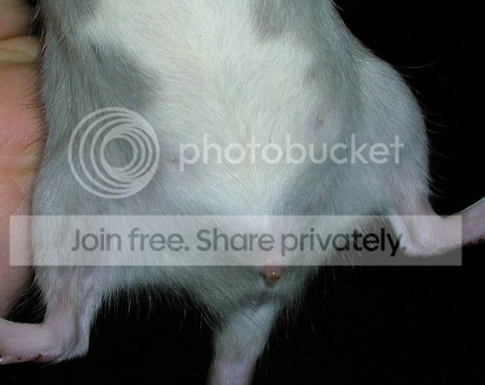 Sdaji's Illustrated Guide to Sexing Rats | Aussie Pythons & Snakes Forum