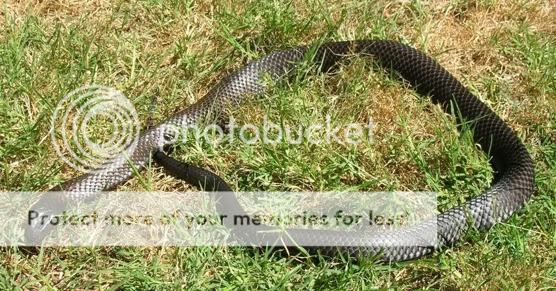 Unusual "Calico/piebald" Black Tiger Snake | Aussie Pythons & Snakes Forum
