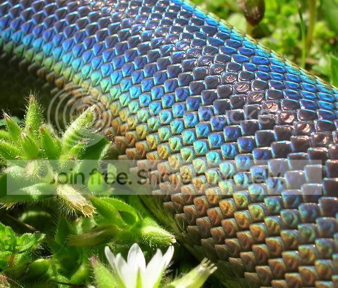 Rainbow snake. : r/woahdude