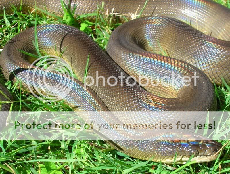Water Pythons? | Aussie Pythons & Snakes Forum