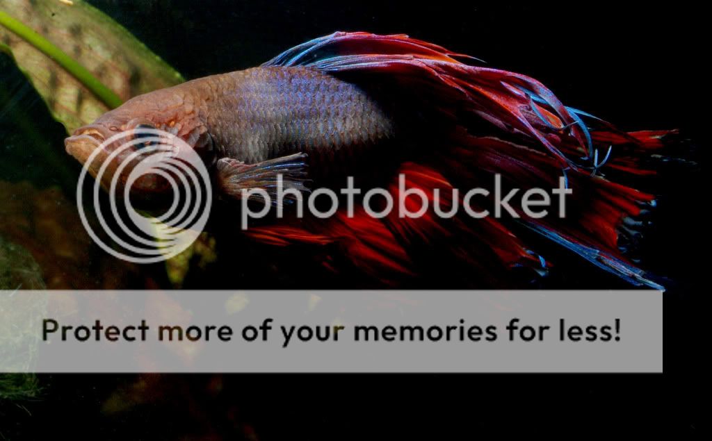 Angel fish, ram fish, betta fish. | AquariaCentral.com