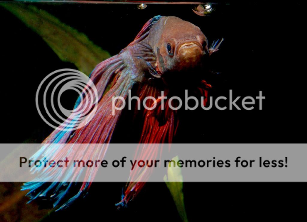 Angel fish, ram fish, betta fish. | AquariaCentral.com