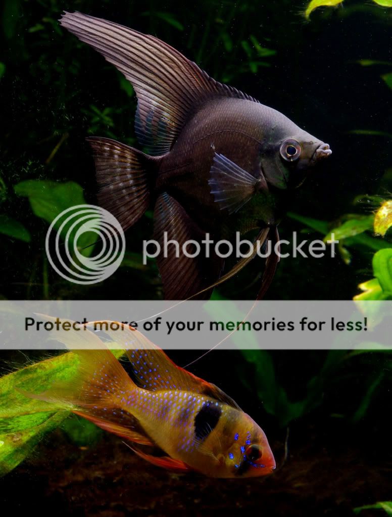 Angel fish, ram fish, betta fish. | AquariaCentral.com