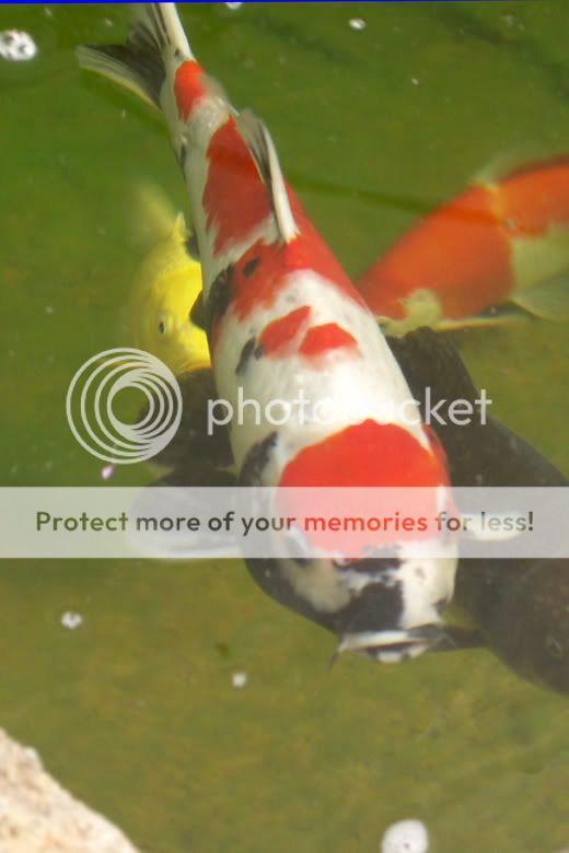 Post your American Koi!