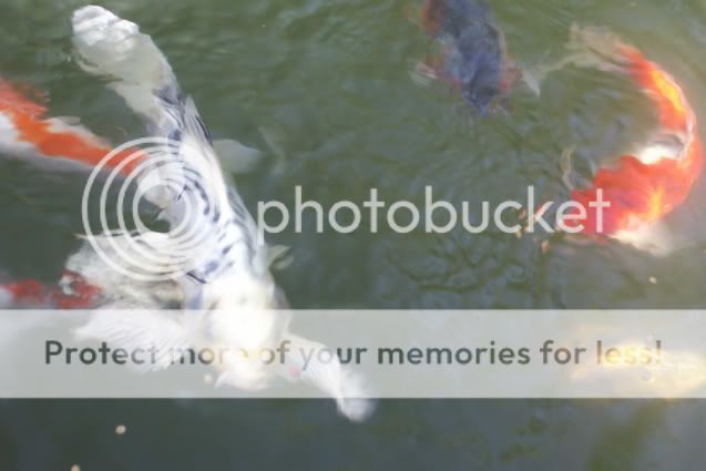 butteryfly/long finned koi