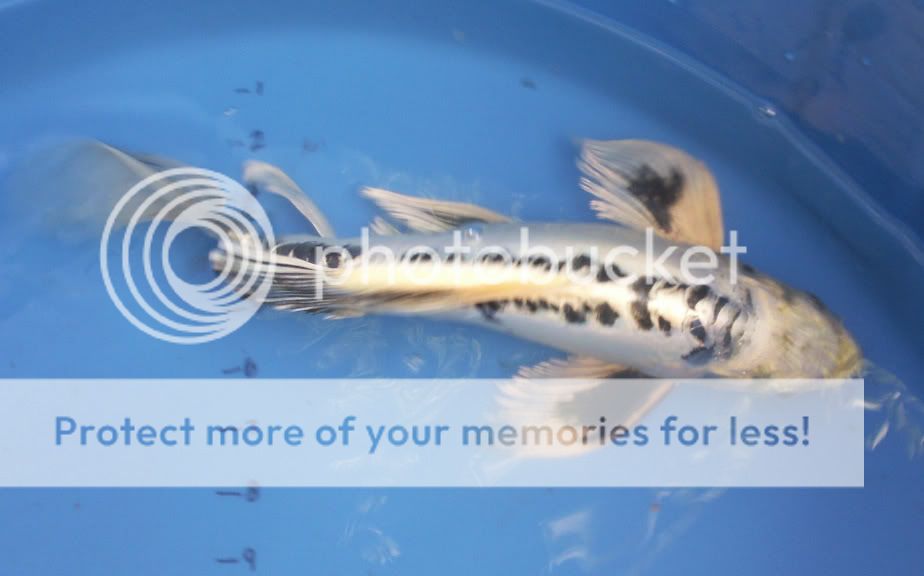 butteryfly/long finned koi