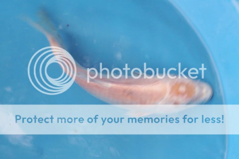 The boring fish-Trichodina