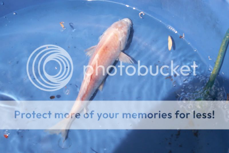 The boring fish-Trichodina