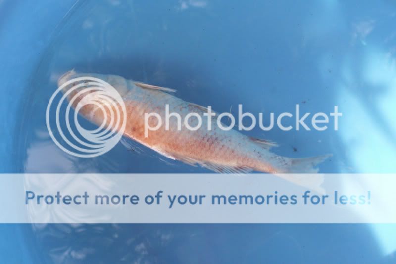 The boring fish-Trichodina