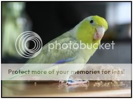 question: red spots on beak... discoloration/bruise/bleeding underneath ...