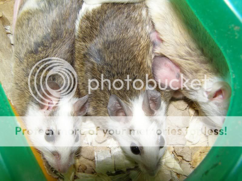 For Sale - Multimammate Mice - Stoke On Trent | Pet Mice Forum