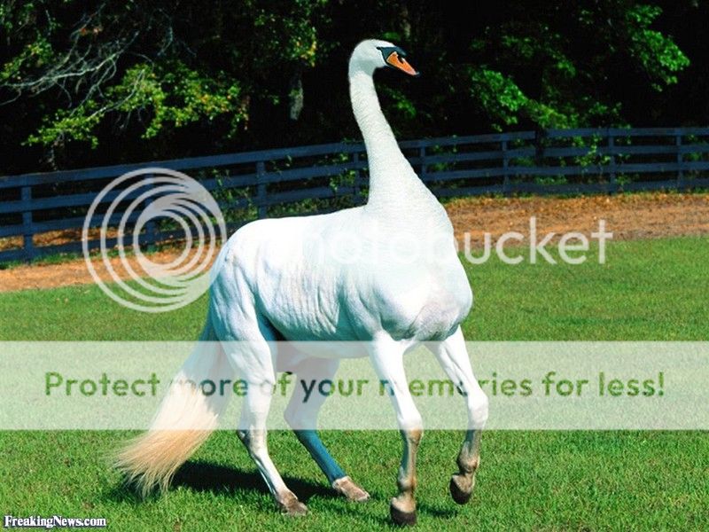 Horse Judging Help! | The Horse Forum