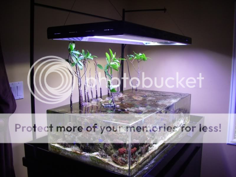 SHOW OFF YOUR MANGROVE !*!*!*!*! | Reef2Reef