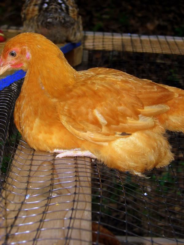 RedBro Freedom Rangers- 6 weeks old-PICTURES | BackYard Chickens ...