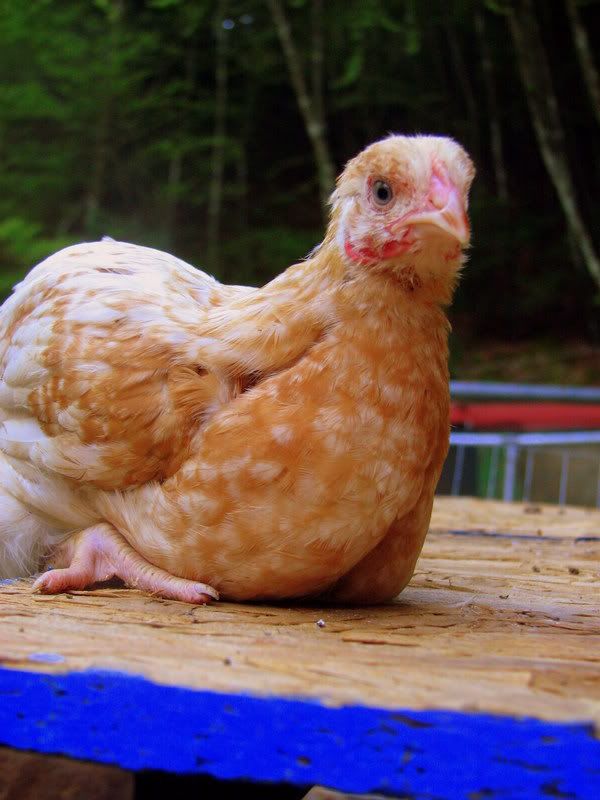 RedBro Freedom Rangers- 6 weeks old-PICTURES | BackYard Chickens ...