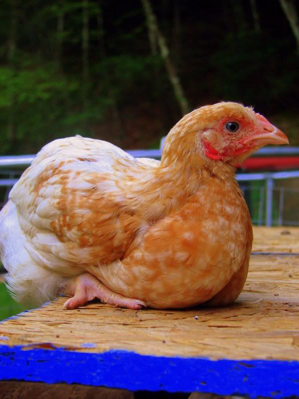 RedBro Freedom Rangers- 6 weeks old-PICTURES | BackYard Chickens ...