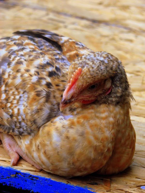 RedBro Freedom Rangers- 6 weeks old-PICTURES | BackYard Chickens ...