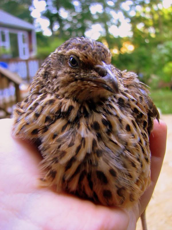 RedBro Freedom Rangers- 6 weeks old-PICTURES | BackYard Chickens ...