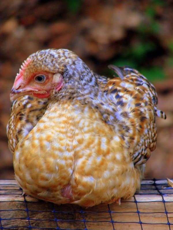 RedBro Freedom Rangers- 6 weeks old-PICTURES | BackYard Chickens ...