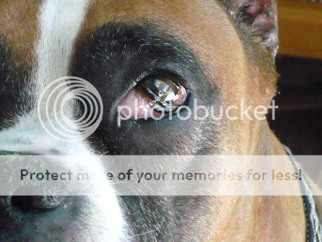 Swollen facial area | Boxer Breed Dog Forums