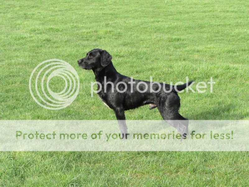 Anyone else have a Cockador/Spanador? | UK Pet Forums Forum