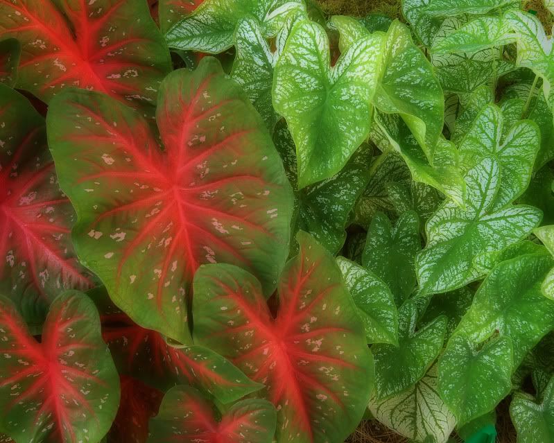 Caladia - (image added) - Dyxum