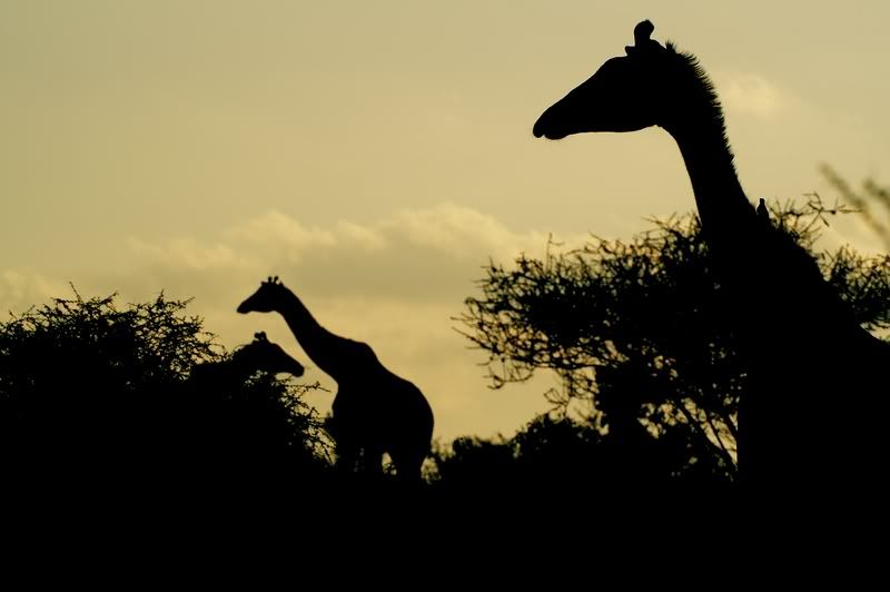 Sigma 170-500mm F5-6.3 APO Aspherical - Dyxum - Page 1