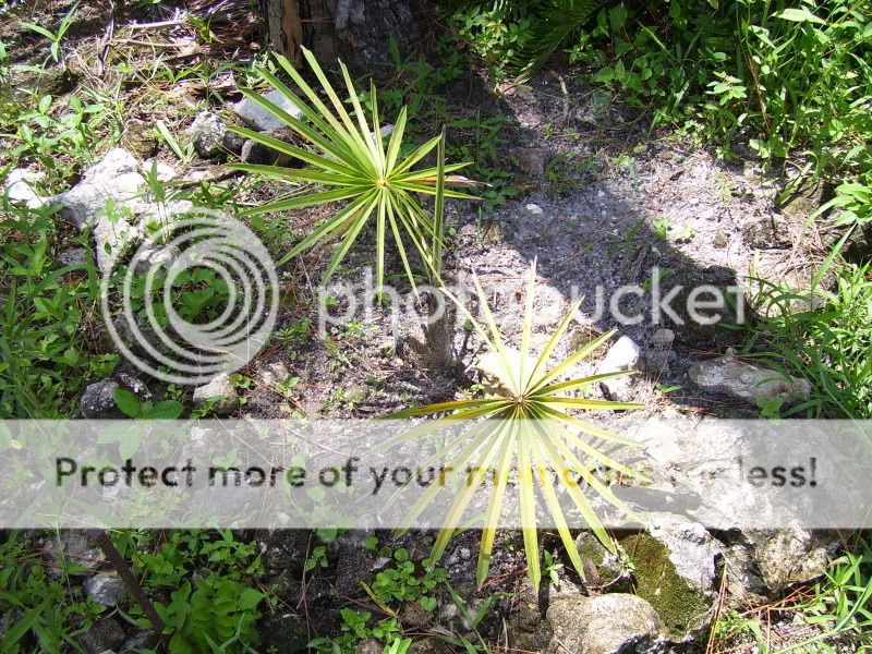 Coccothrinax macroglossa azul - DISCUSSING PALM TREES WORLDWIDE - PalmTalk