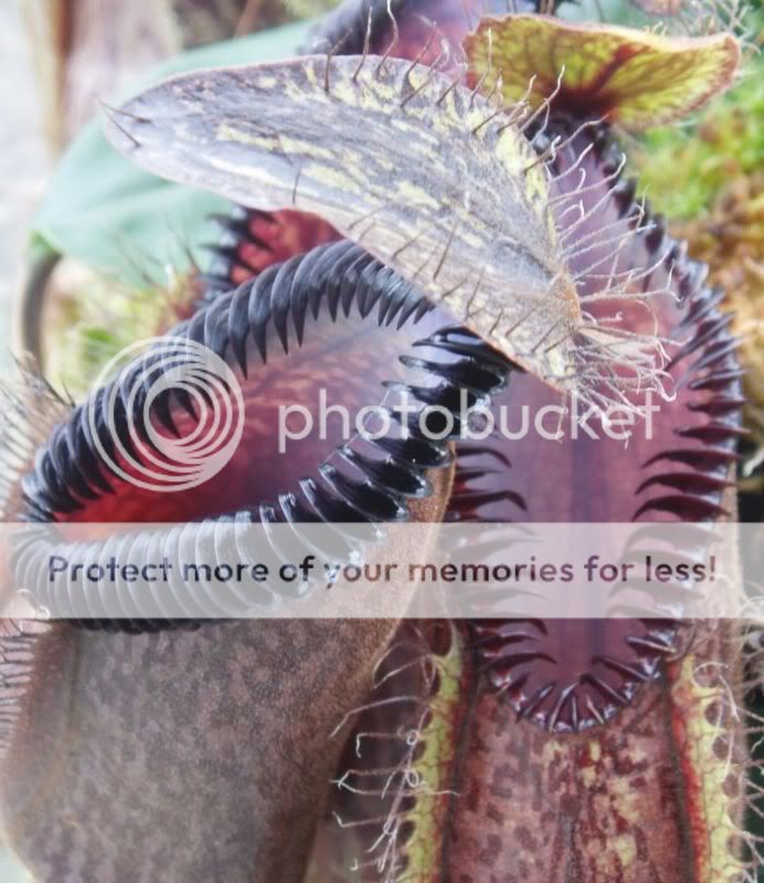 A celebration of teeth .... - FlyTrapCare Forums